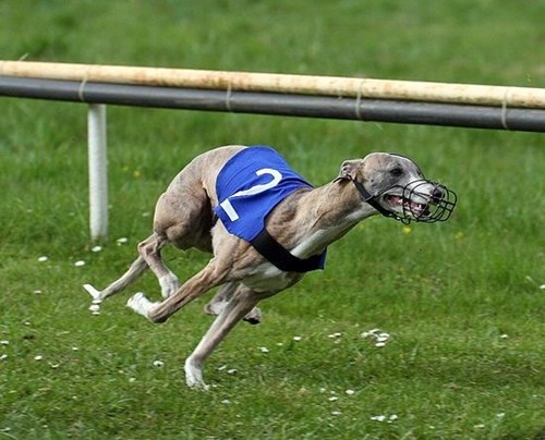 Review for Melbourne Greyhound Park